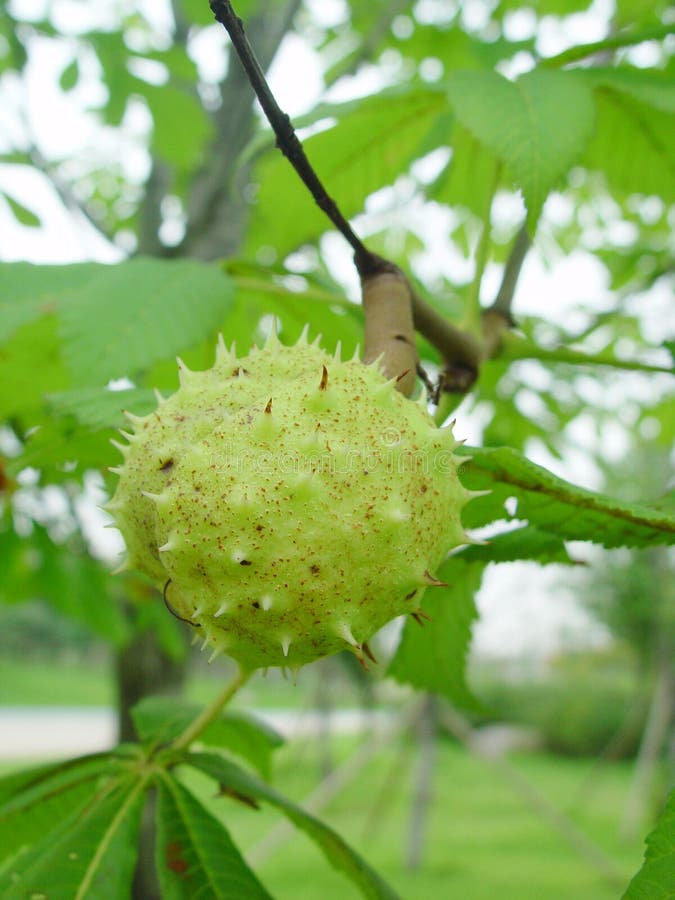 Leaf stock image. Image of closeup, outdoors, tree, fruit - 82410519
