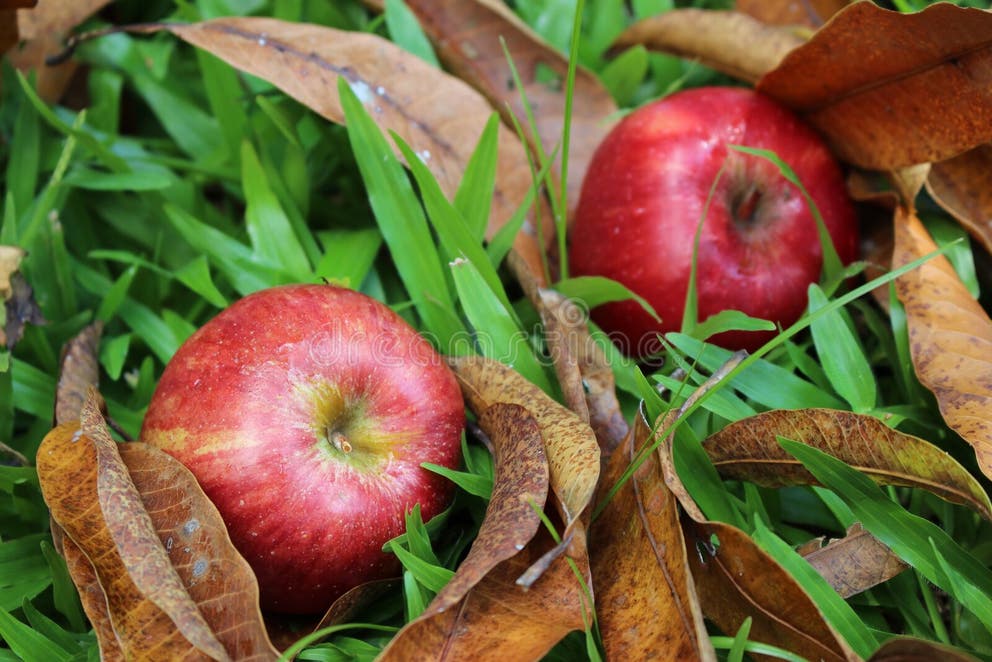 Fruit stock image. Image of fruit, leaf, grass, fail - 45456427