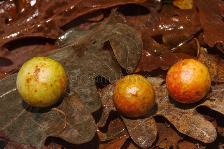 Leaf galls stock photo. Image of wasp, outgrowth, leaf - 12107932