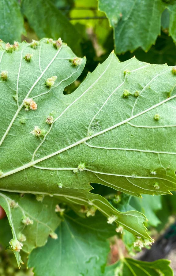 Leaf Galls Plant Disease on Grape Leaves Stock Image - Image of closeup ...