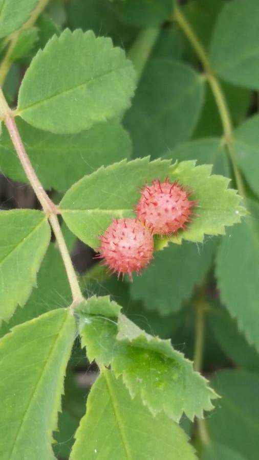 Oak Galls #2 stock photo. Image of small, tree, leaf - 14651158