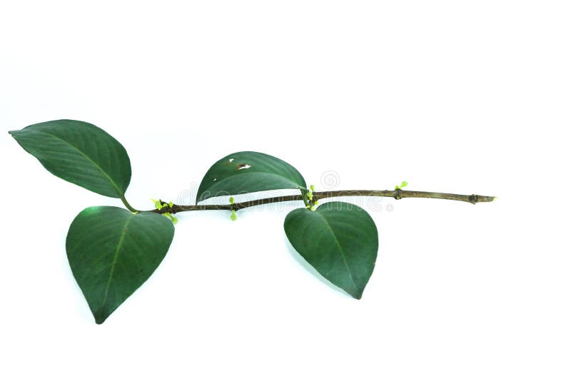 Leaf Gamboge Tree White Background in Studio Stock Image - Image of ...