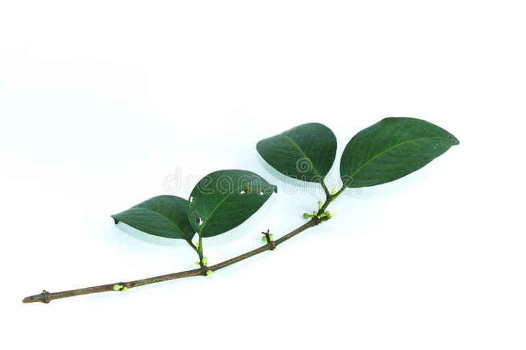 Leaf Gamboge Tree White Background in Studio Stock Image - Image of ...