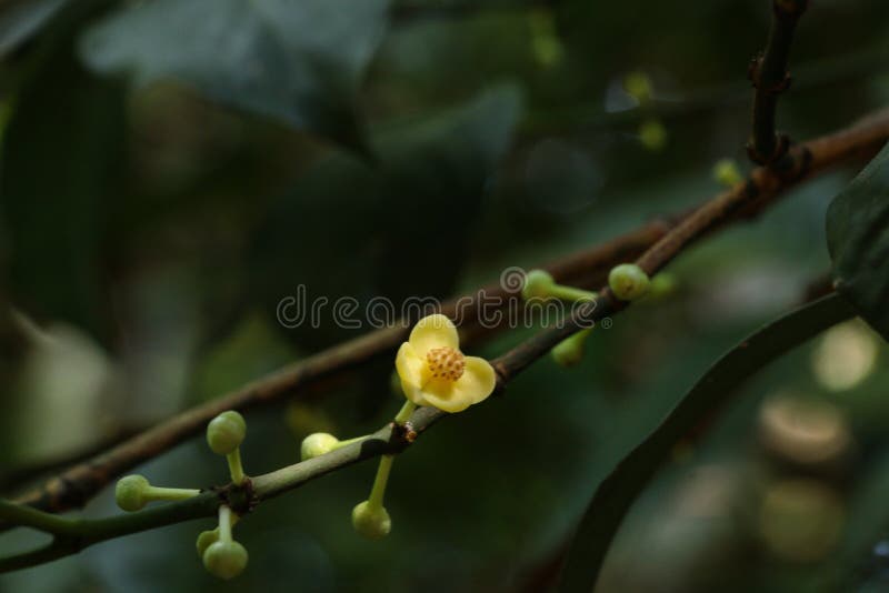 Leaf Gamboge Tree in Thailand Stock Image - Image of indian, yellow ...