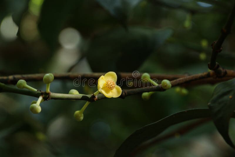 Leaf Gamboge Tree in Thailand Stock Photo - Image of summer, eating ...