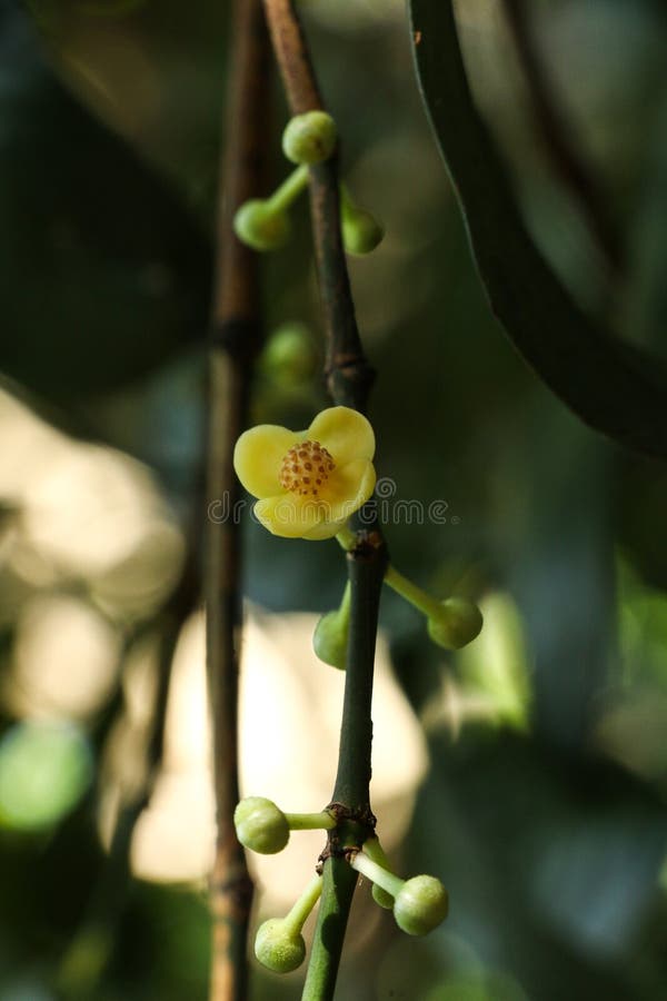 Leaf Gamboge Tree in Thailand Stock Image - Image of summer, yellow ...