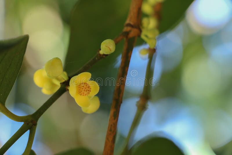 Leaf Gamboge Tree in Thailand Stock Image - Image of garcinia, leaf ...