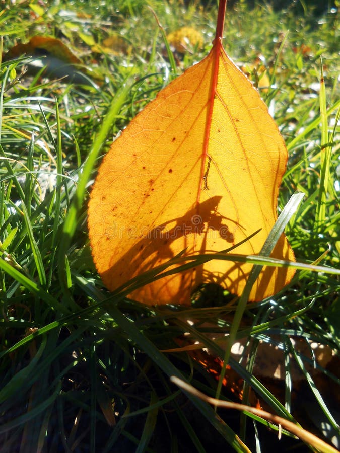 Leaf with game of shadow stock image. Image of light - 103430341