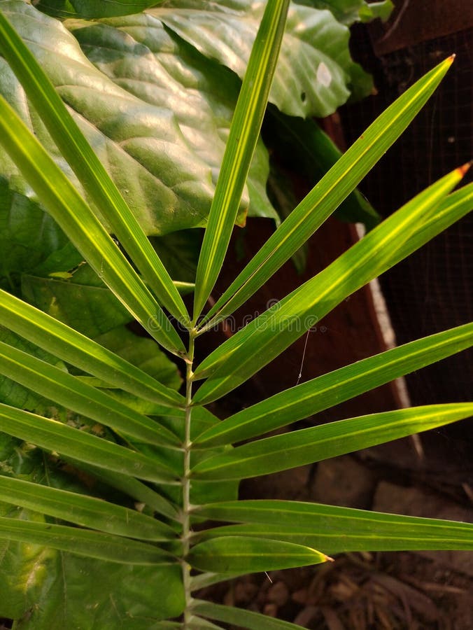 Leaf garden plant stock image. Image of garden, tree - 267182097