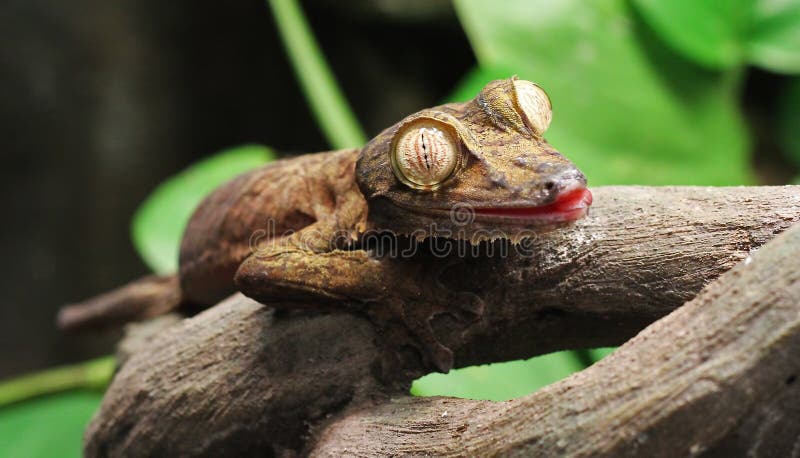 Leaf Gecko stock image. Image of habitat, reptile, animal - 41553749