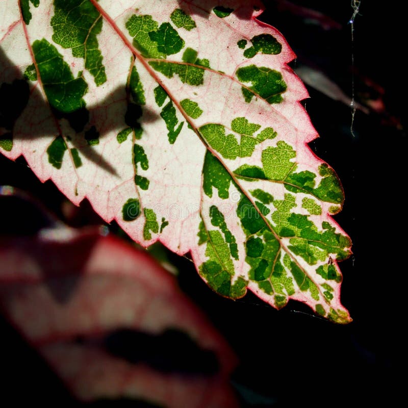 Leaf glowing in sunlight stock image. Image of freshness - 141773791