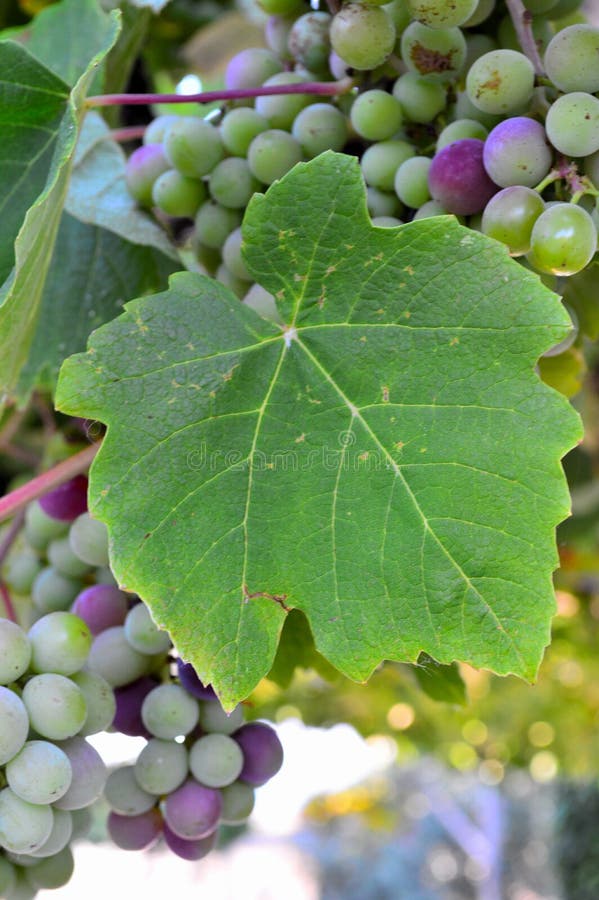 Leaf and grapes stock image. Image of ripe, growing, grapevine - 59953103
