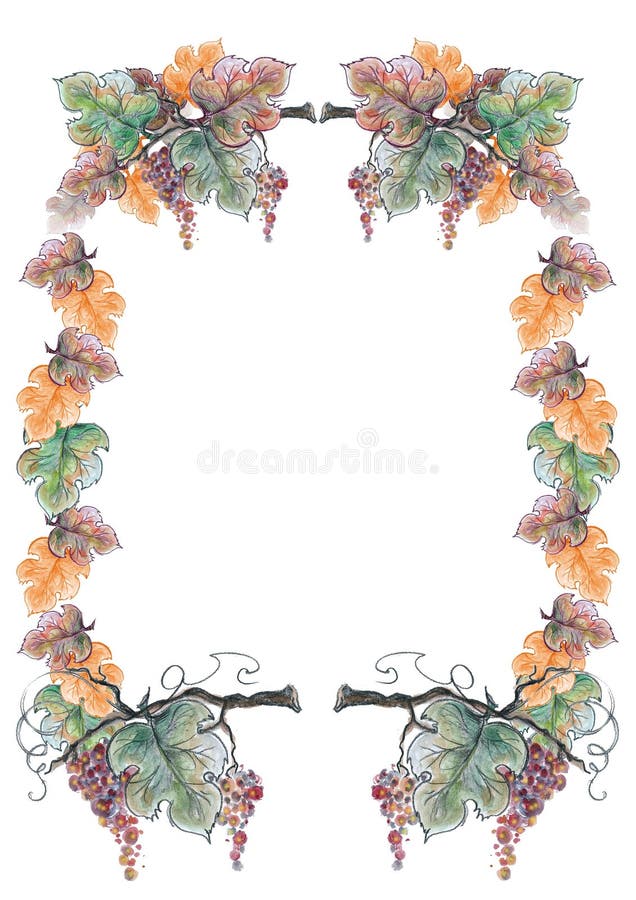 Leaf, Grapevine Family, Flowering Plant, Flora Picture. Image: 124419860