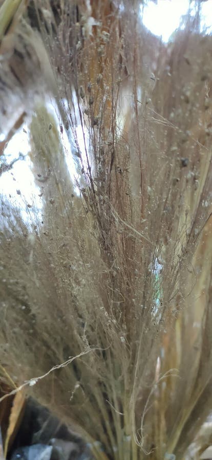 Leaf Grass dried beauty stock photo. Image of leaf, wildlife - 251045518