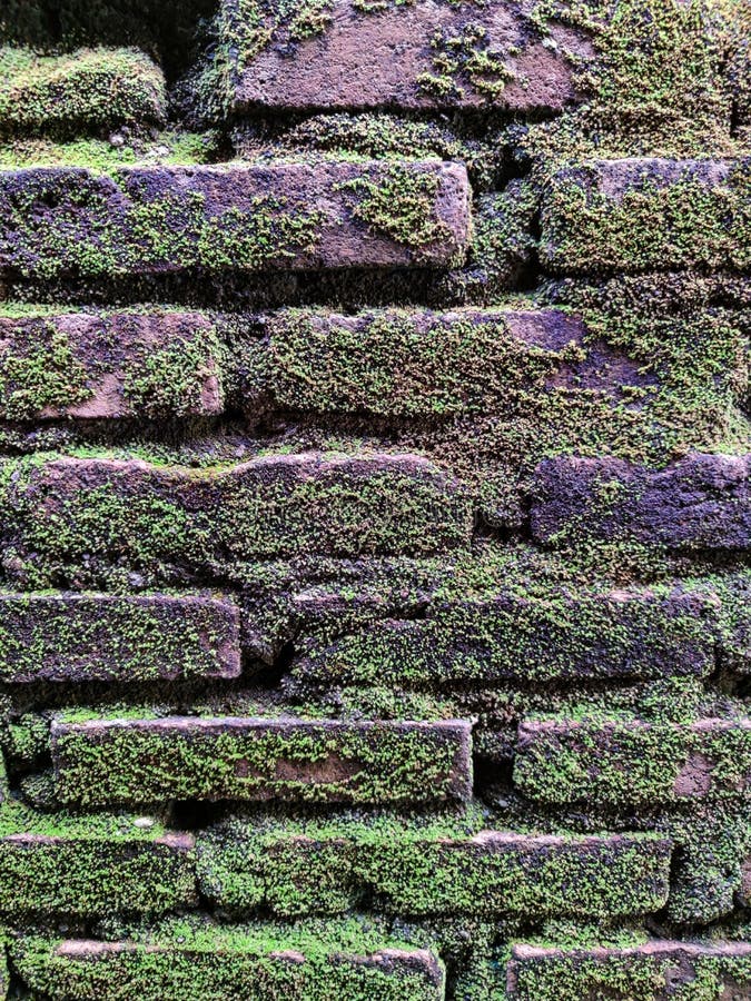 Leaf Grass Rock Plant Soil Plant Yard Design Stock Photo - Image of ...