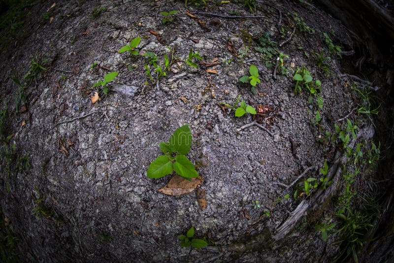 Leaf grasses fisheye stock photo. Image of deciduous - 130161488