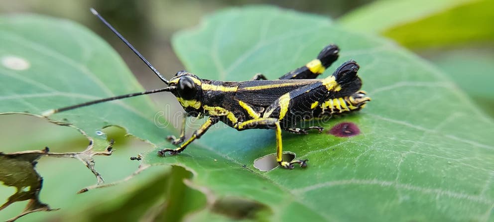 Leaf Grasshopper with Black and Yellow Patterns Stock Image - Image of ...