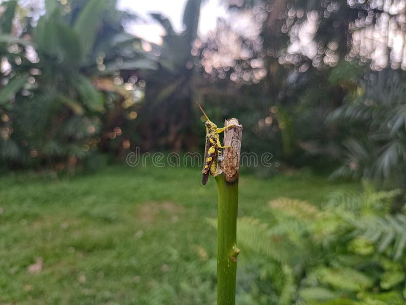 A Leaf Grasshopper Insect with the Latin Name Phyllium Fulchrifolium ...