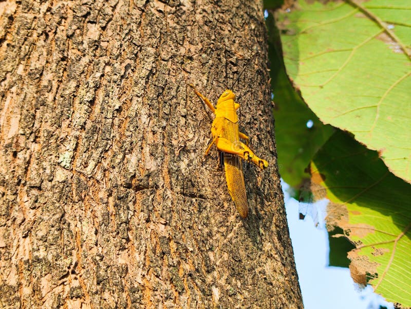 This Leaf Grasshopper is Perched on a Teak Tree Looking for Insects To ...