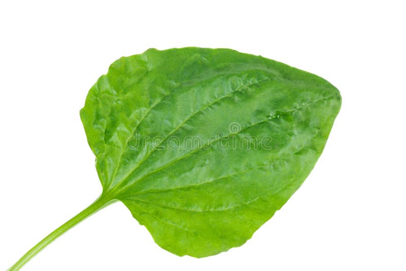 Leaf Greater Plantain Plantago Major Isolated White View Front Side ...