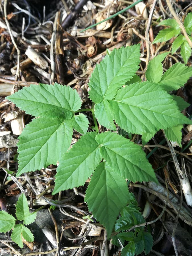 Bottomtire Stock Photos - Free & Royalty-Free Stock Photos from Dreamstime