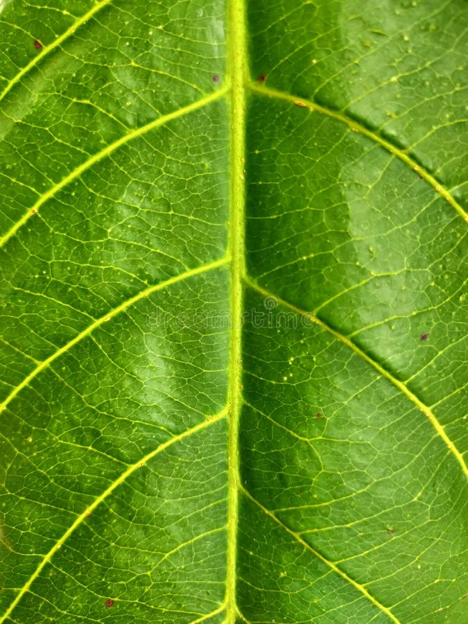 Leaf Green is the Coolest Color To Look at Stock Photo - Image of color ...