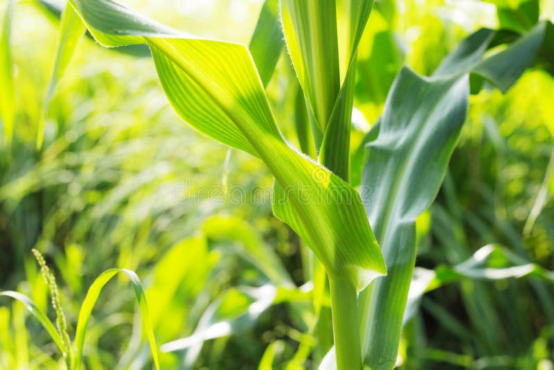 Leaf of Corn with Sunlight. Stock Image - Image of field, farm: 112448341