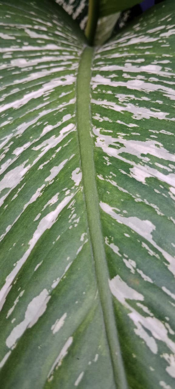 The leaf green esthetic stock photo. Image of soil, flower - 266180864