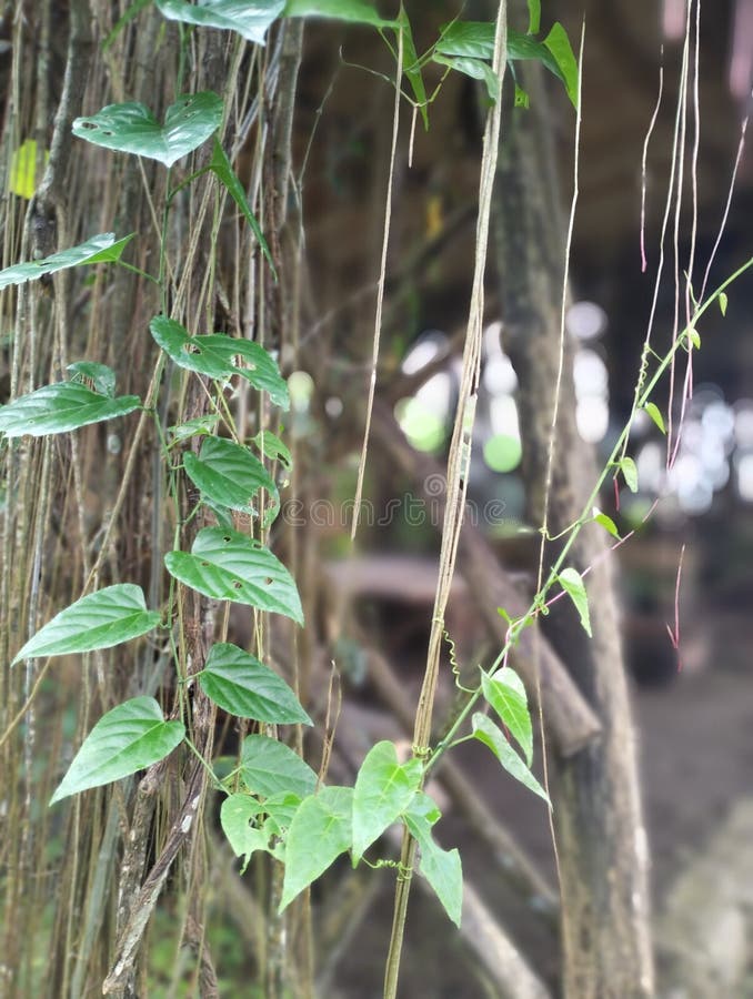 Leaf Green in Forest Beautiful Colour Sejuk Stock Image - Image of ...