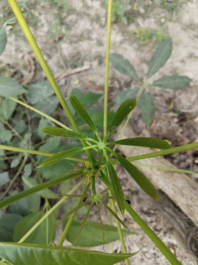 Leaf Green Greenary Plant Steam Stock Image - Image of green, steam ...