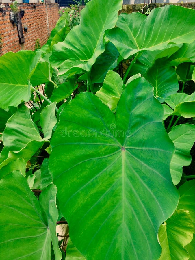 Leaf green stock photo. Image of leaf, tree, green, bogor - 264036724