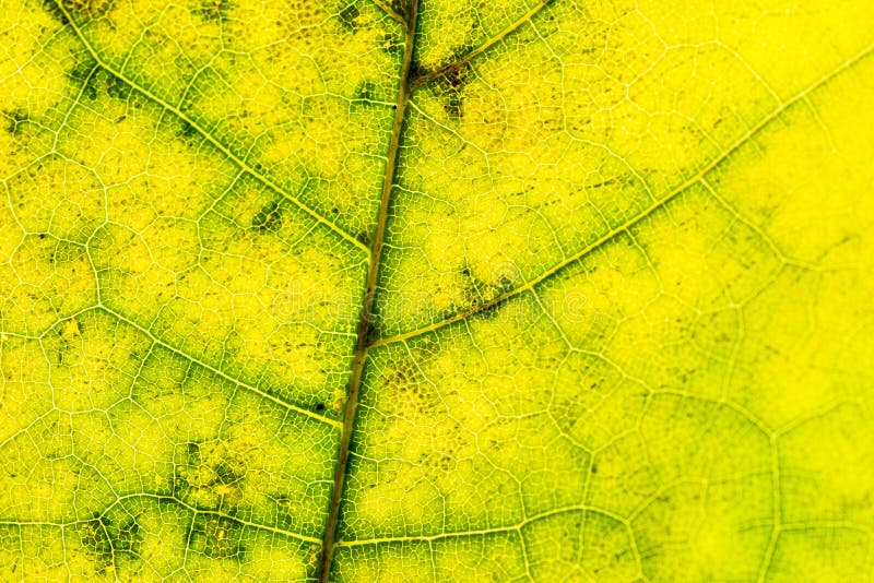 Leaf Green Macro Tree Bush Greenery Plant Color Light Nature Stock ...