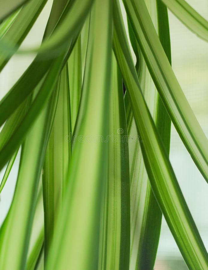 Leaf Green Obstacles Texture Plant Stock Image - Image of texture ...