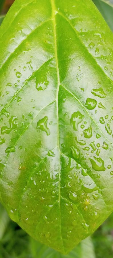 Og Avocado Stock Photos - Free & Royalty-Free Stock Photos from Dreamstime