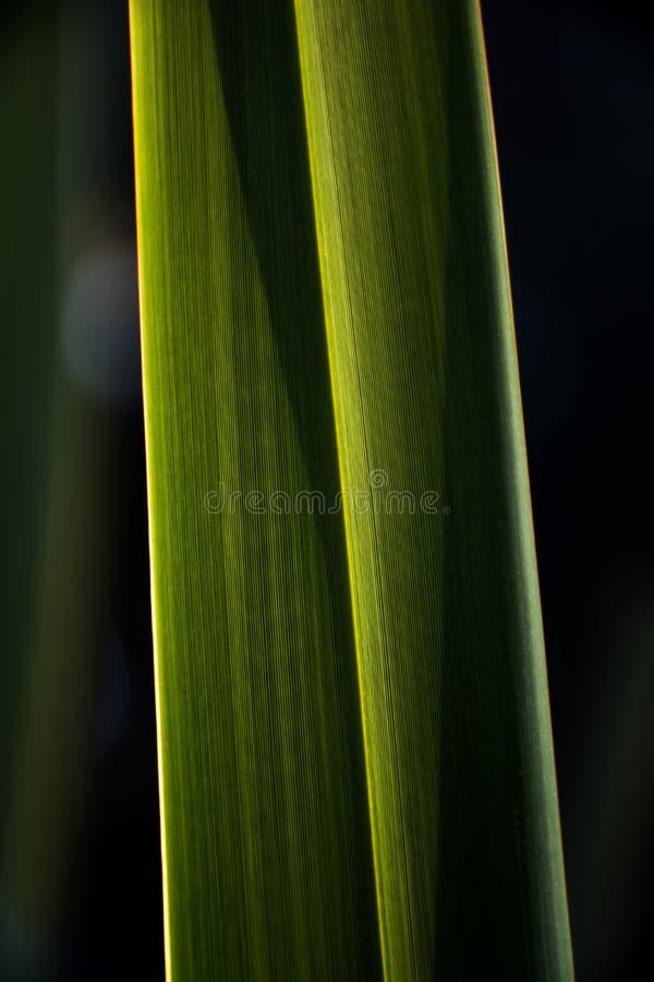 Leaf stock photo. Image of yellow, light, vegetation - 53599264