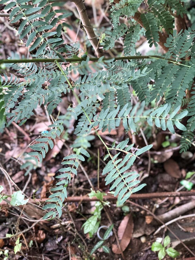 Leaf stock image. Image of deep, green, swamp, leaf - 151834009