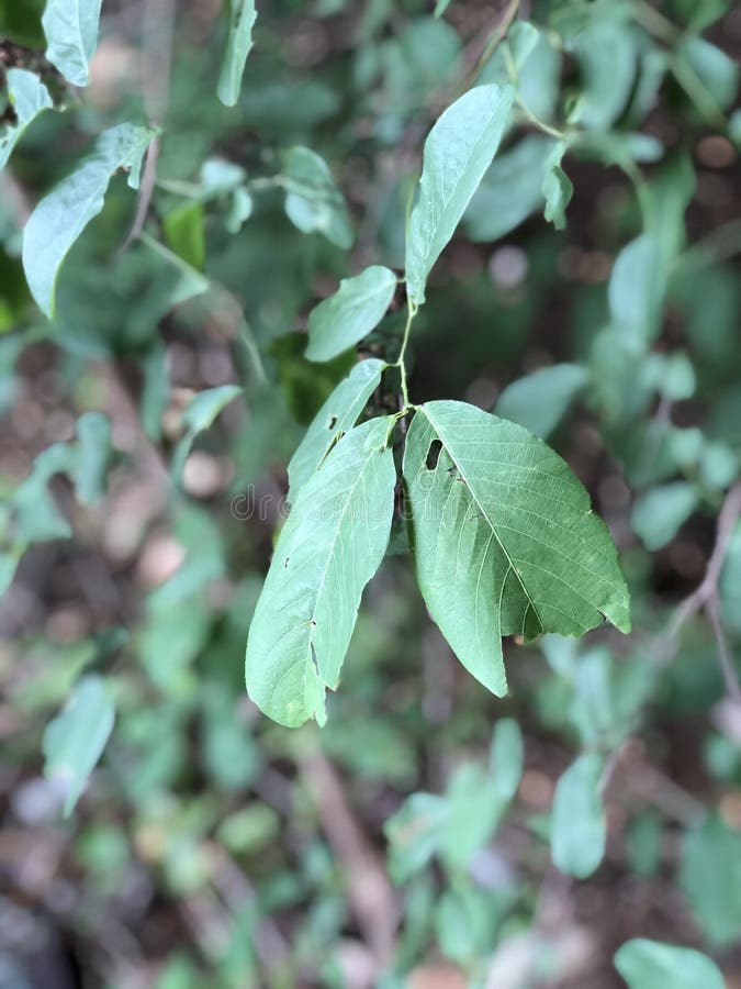 Leaf stock photo. Image of deep, rainforest, green, swamp - 151834024