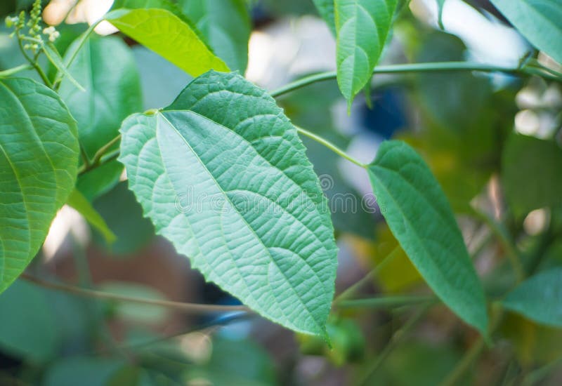 Leaf Green Sacha Inchi Hanging from a Sacha Inchi Tree Stock Photo ...