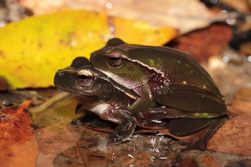 Leaf-green Tree Frog stock photo. Image of australia - 196915522