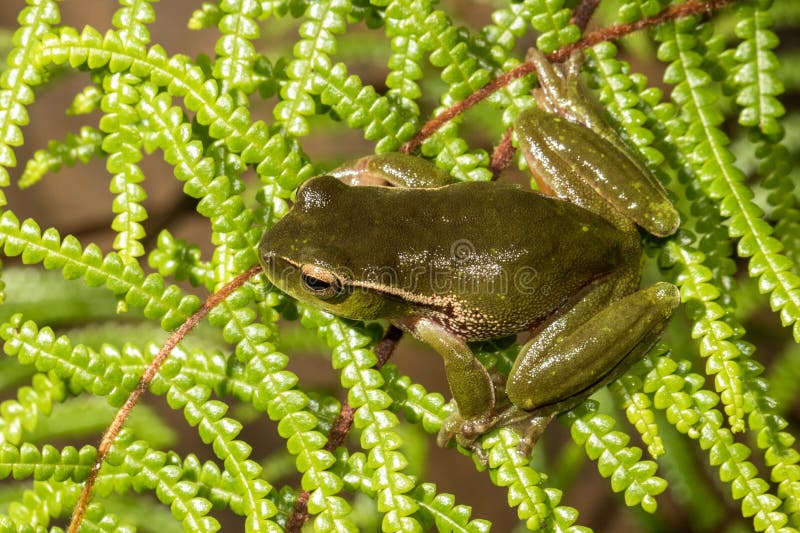 Leaf-green Tree Frog stock image. Image of australia - 190399933