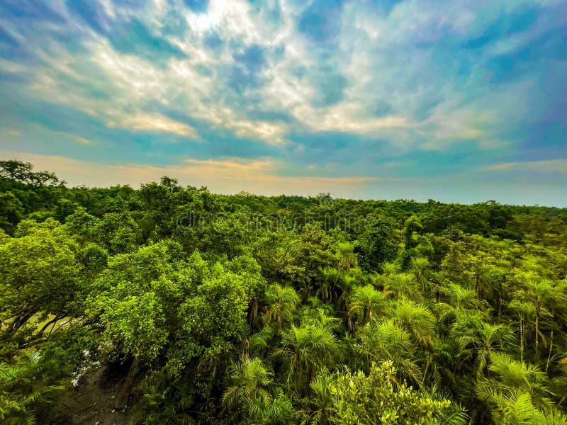Leaf of a Green Tree Portrait View. Stock Image - Image of shrub, leaf ...