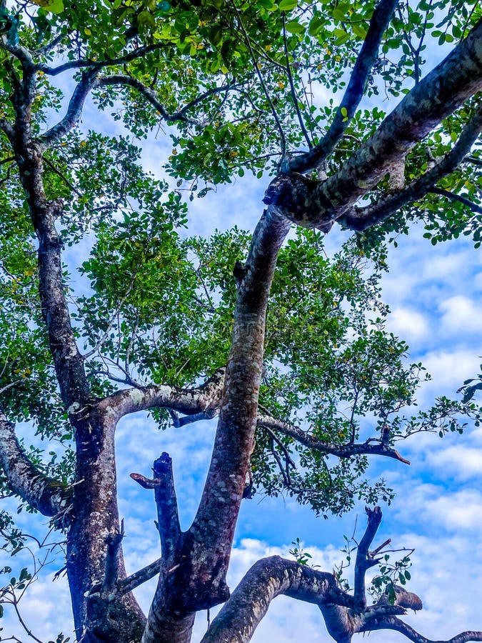Leaf of a Green Tree Portrait View. Stock Image - Image of garden ...