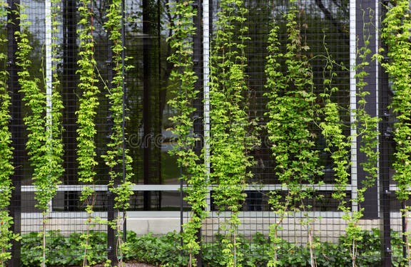 Leaf and Grid stock photo. Image of leafs, pattern, wall - 9463926