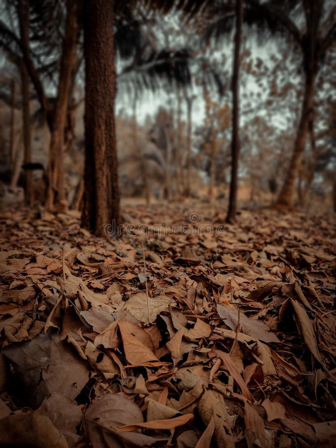Leaf on ground stock photo. Image of jungle, morning - 215013500