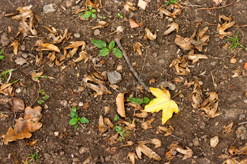 Leaf On The Ground Picture. Image: 27778240