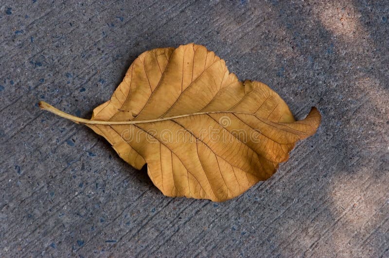 Leaf On Ground Picture. Image: 4391759