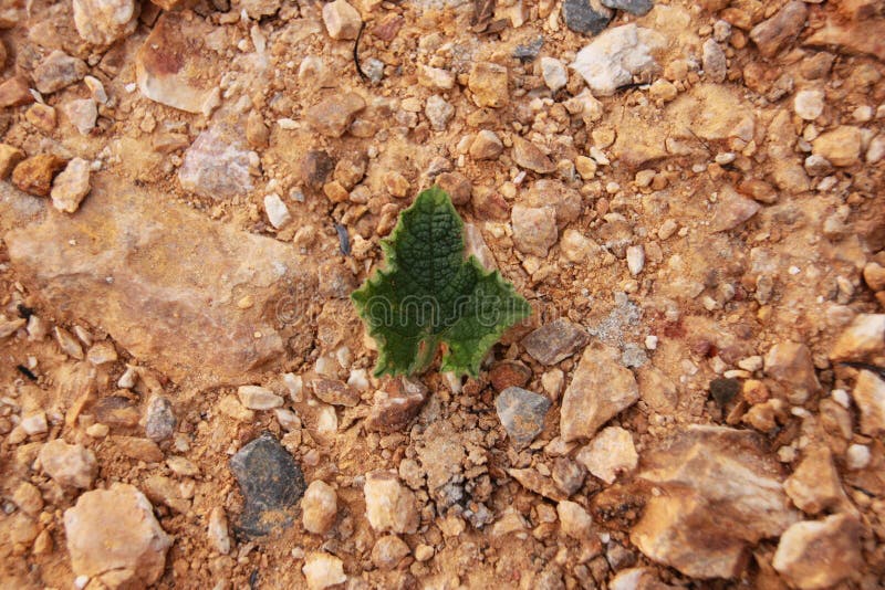 Leaf on the ground stock image. Image of floor, back - 56145729