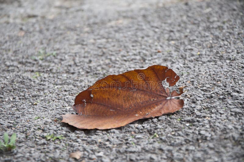 Autumn and fall season stock photo. Image of garden, grass - 51834808