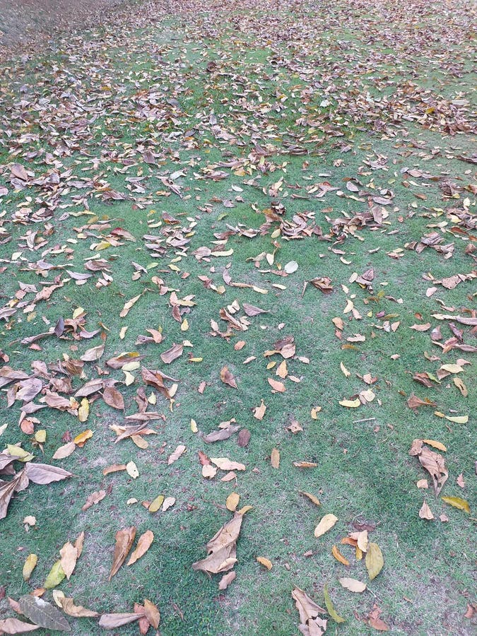 Leaf on the ground stock photo. Image of leaf, thailand - 167743050