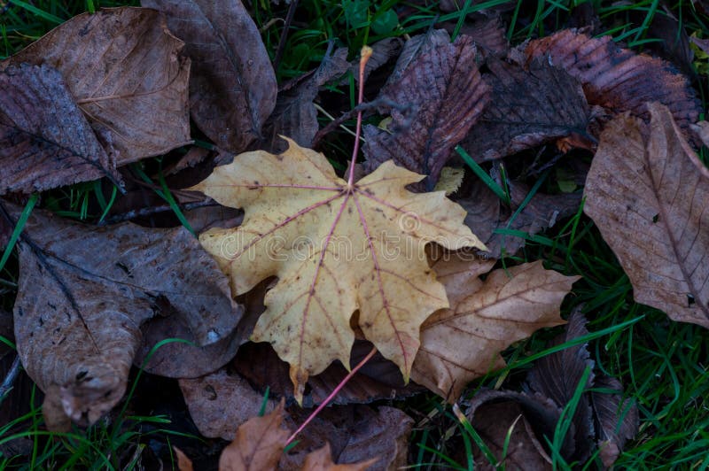 Leaf on the ground stock photo. Image of spring, weather - 124971452